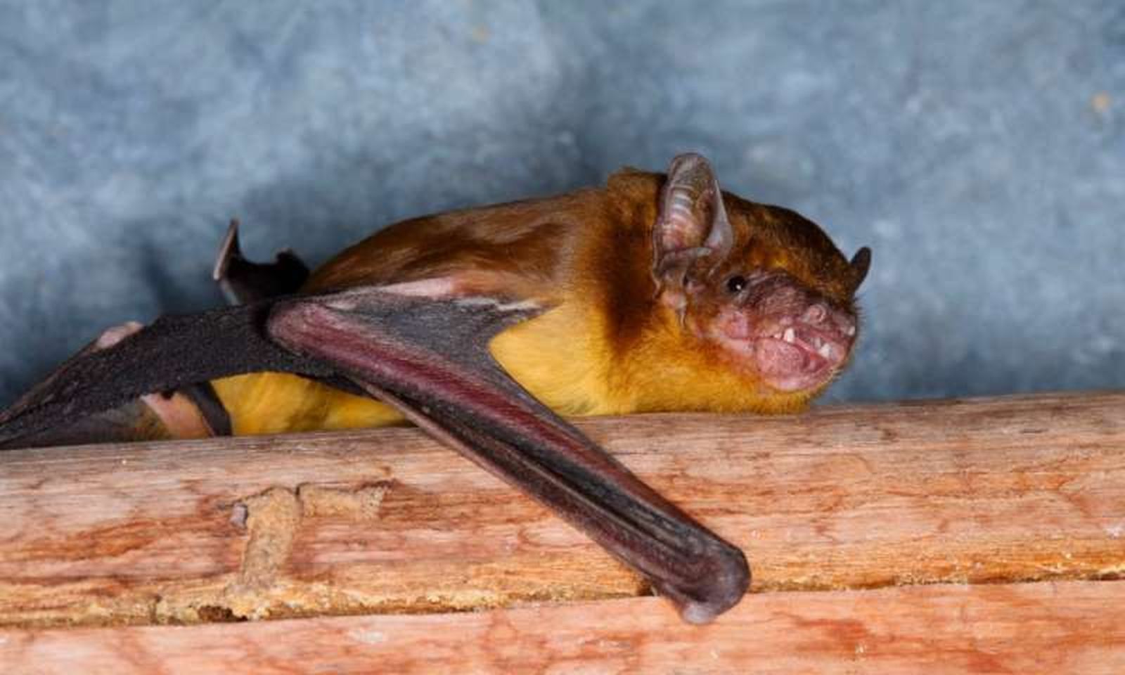 Two New Yellow-Bellied Bats May Have Been Found in Kenya