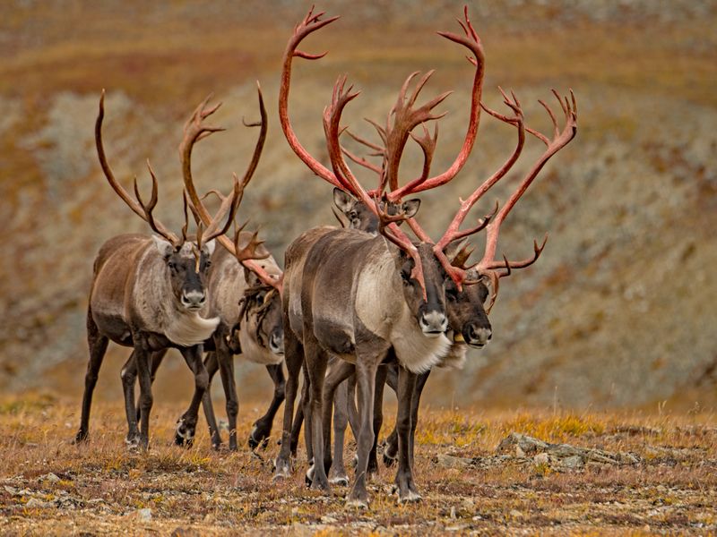 Barren Ground Caribou 62 | Smithsonian Photo Contest | Smithsonian Magazine