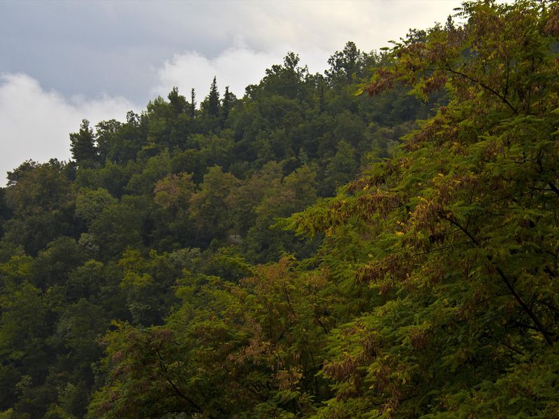 Forest in Arcadia, Peloponissos, Greece | Smithsonian Photo Contest ...