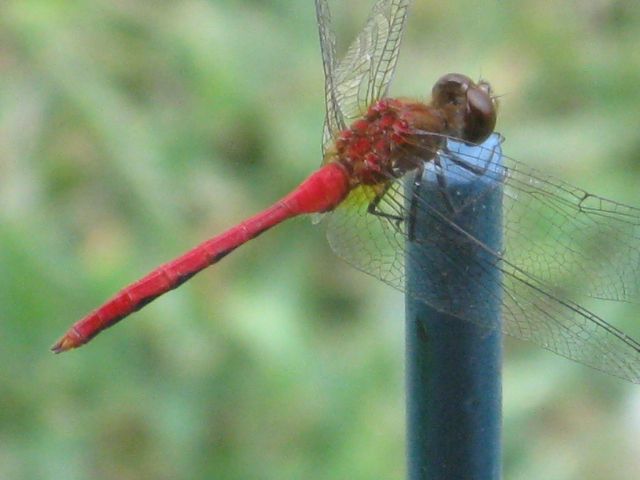 Red Dragonfly in the garden in Michigan | Smithsonian Photo Contest ...