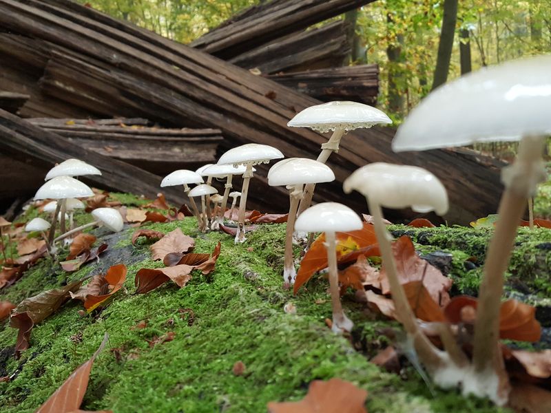 Alien mushrooms | Smithsonian Photo Contest | Smithsonian Magazine
