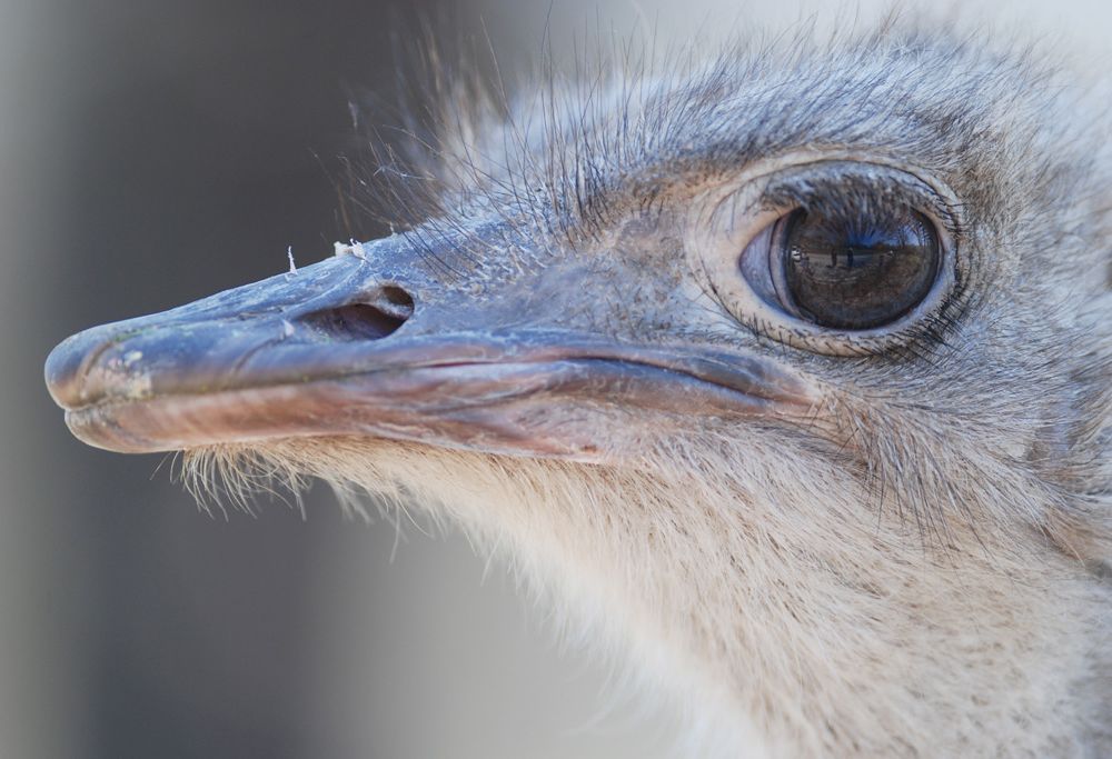An ostrich looks out into the wild at the Woolaroc Wildlife Preserve in ...