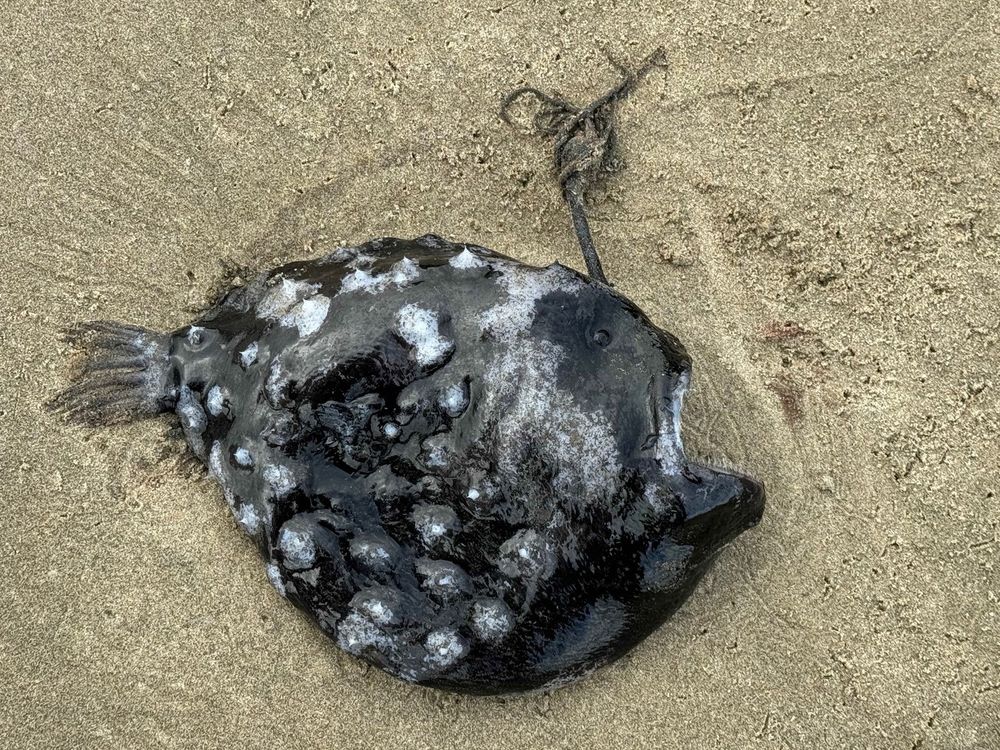 Beachcombers Discover Rare, Deep-Sea Anglerfish Washed Up on Oregon Coast