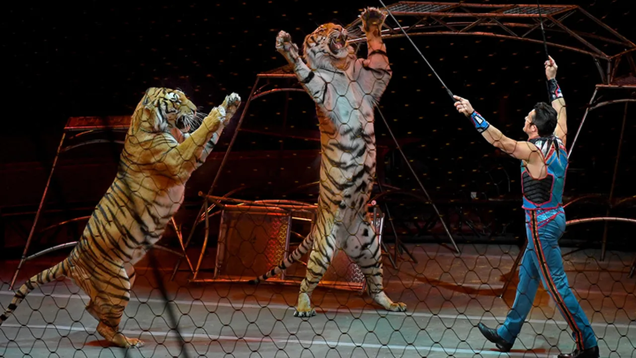 circus animals performing