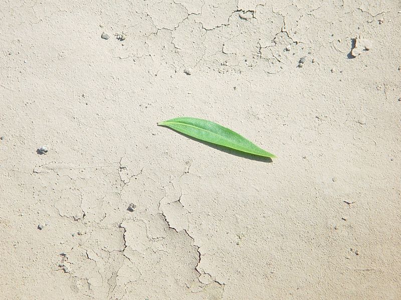 One Leaf | Smithsonian Photo Contest | Smithsonian Magazine