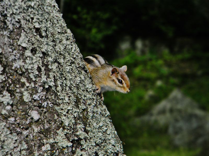 chipmunk in tree | Smithsonian Photo Contest | Smithsonian Magazine