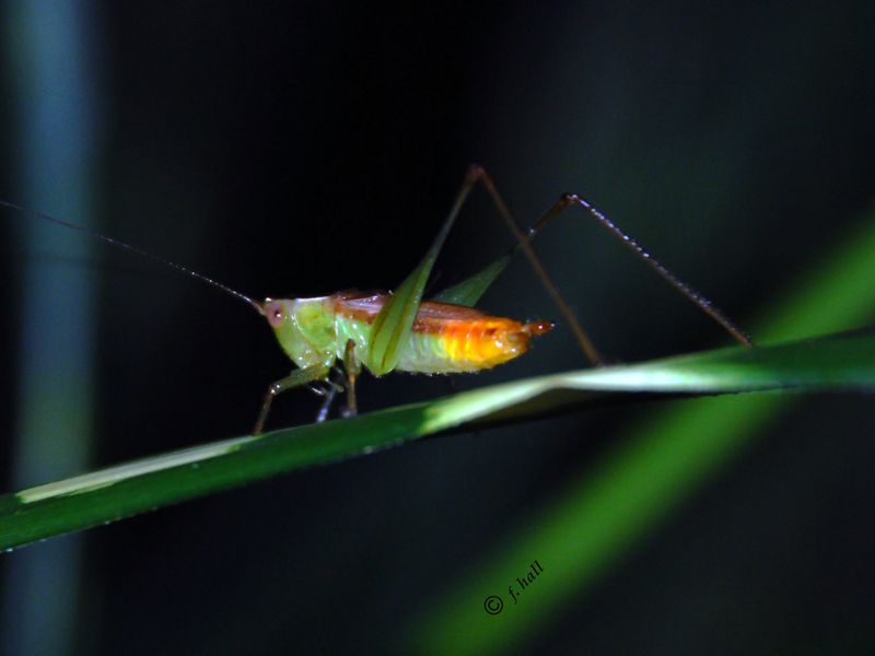 Night Cricket | Smithsonian Photo Contest | Smithsonian Magazine