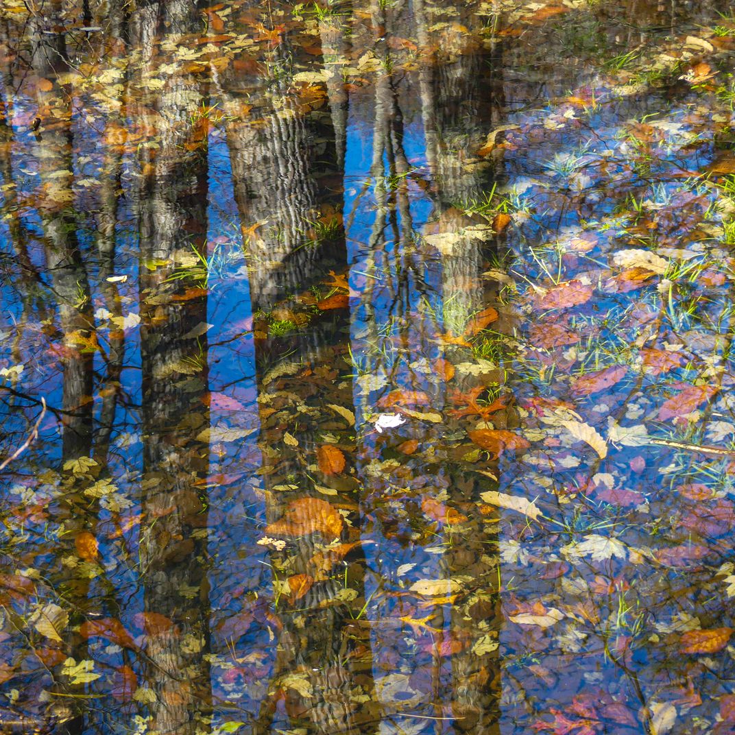 Reflecting Trees | Smithsonian Photo Contest | Smithsonian Magazine