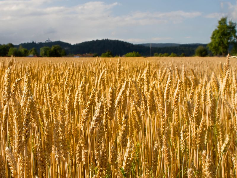 The wheat field on a summer day | Smithsonian Photo Contest ...