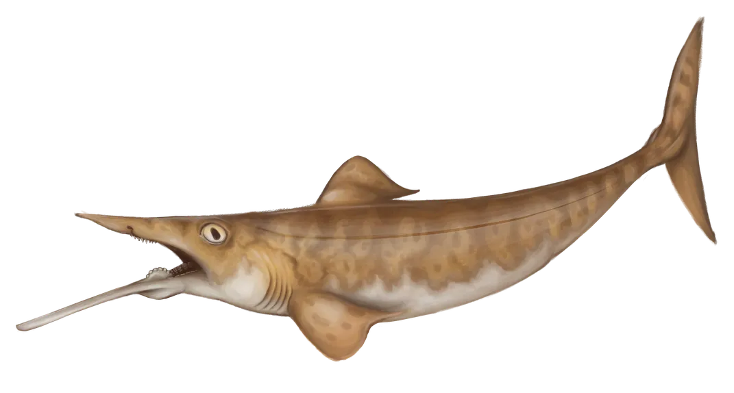 fish with very sharp teeth