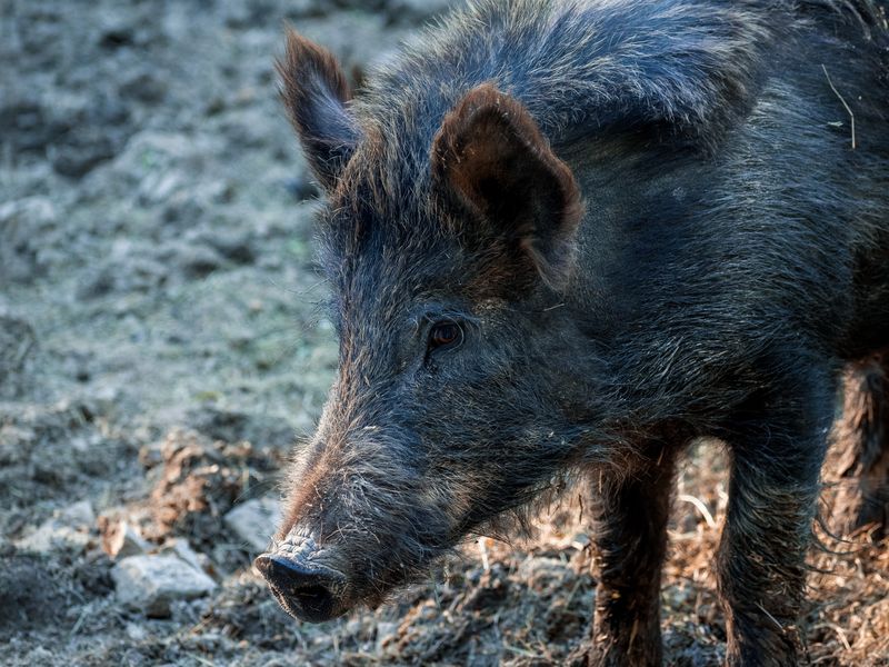 Blue boar | Smithsonian Photo Contest | Smithsonian Magazine