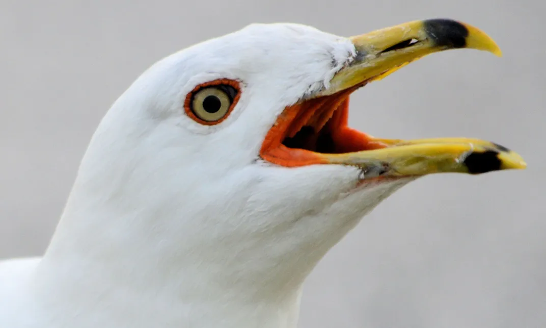 Lake Michigan gull calling | Smithsonian Photo Contest | Smithsonian ...