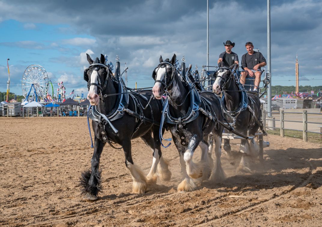 Clydesdale horses at the virginia state fair | Smithsonian Photo ...