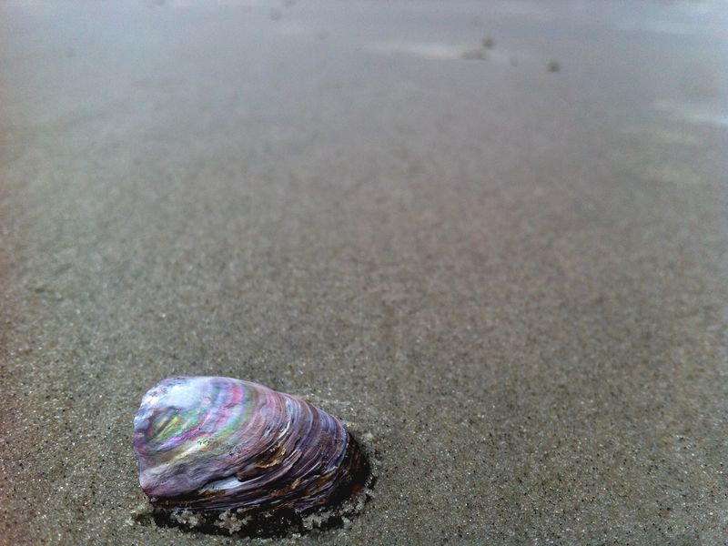 A sea shell colored. | Smithsonian Photo Contest | Smithsonian Magazine