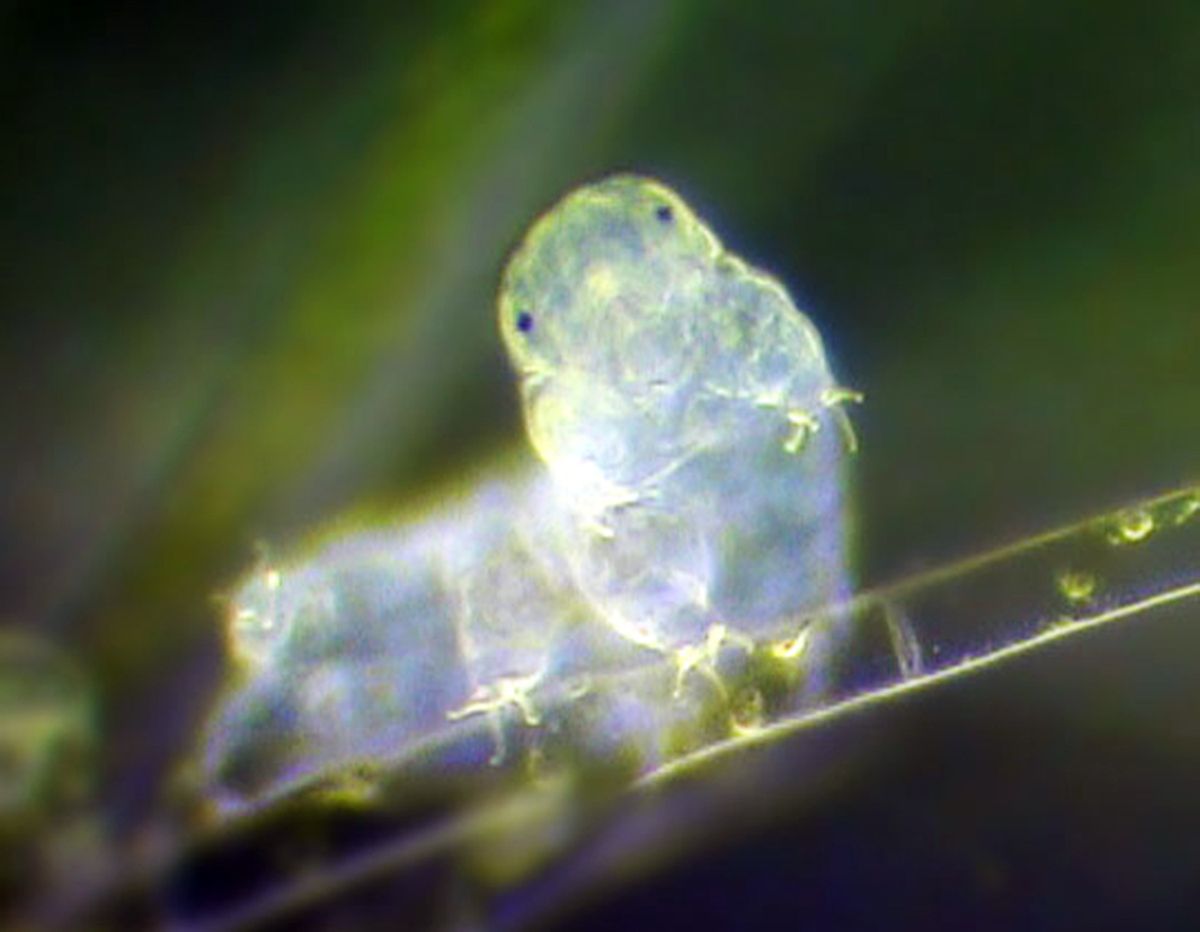 water bears microscopic
