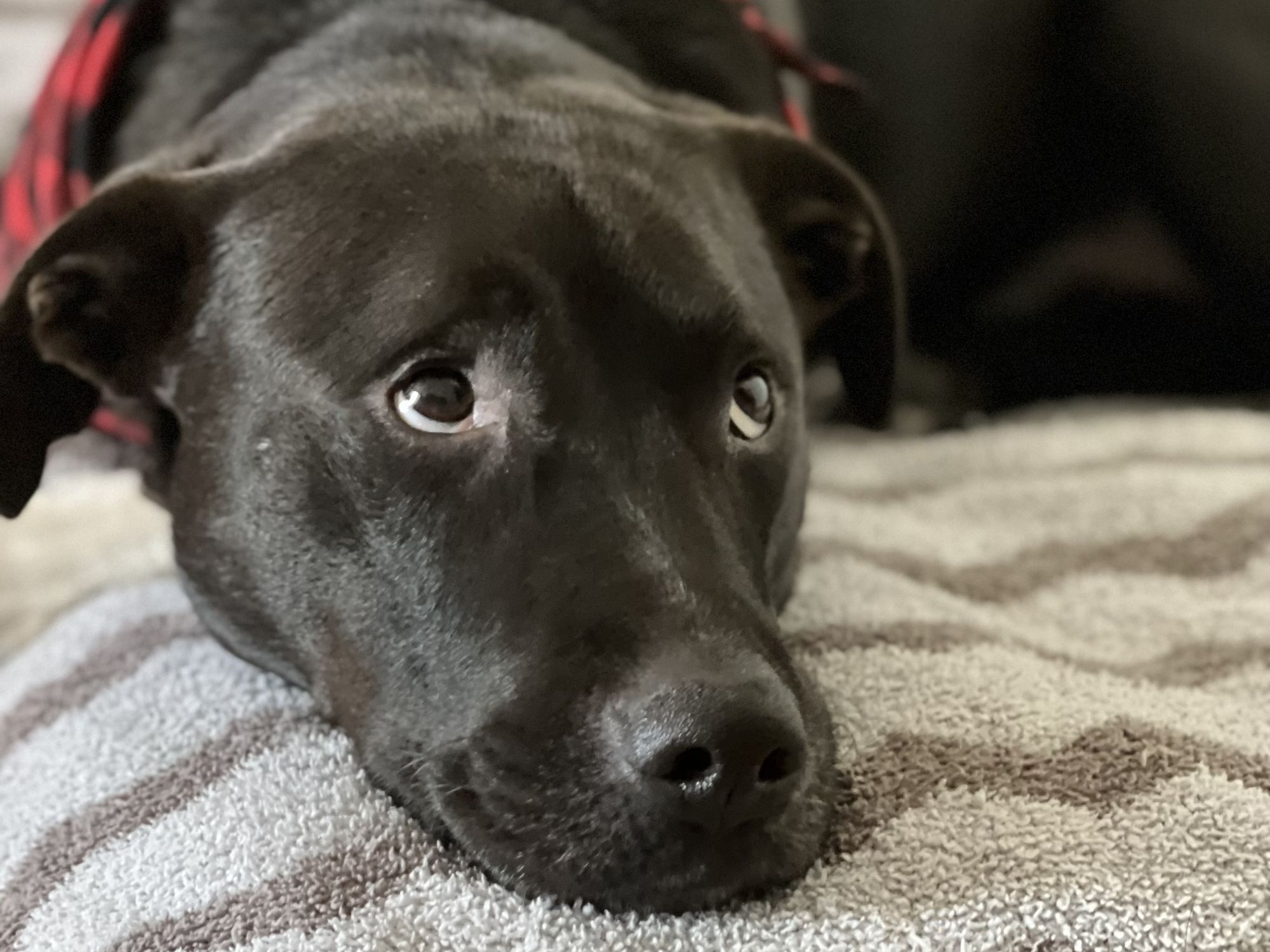 The Science Behind Those Big Ol' Puppy-Dog Eyes