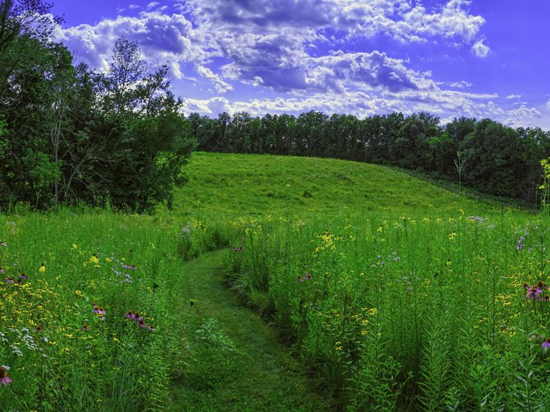 Panoramic view of central Ohio prairie with profuse summer bloom ...