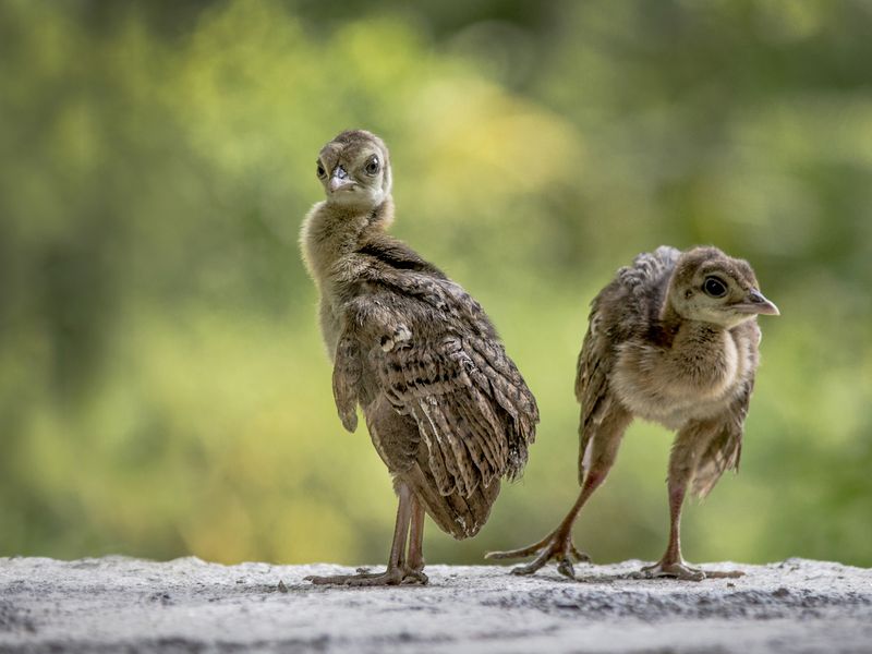 Pea chicks | Smithsonian Photo Contest | Smithsonian Magazine