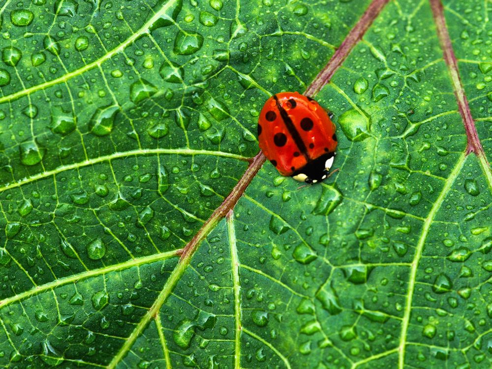 Ladybug in rain | Smithsonian Photo Contest | Smithsonian Magazine