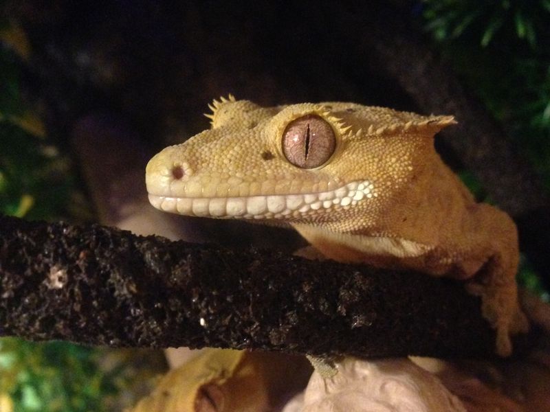 Crested Geckos | Smithsonian Photo Contest | Smithsonian Magazine