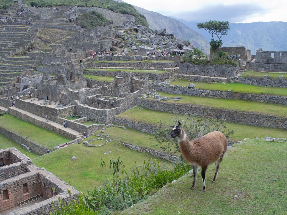 The king of Machu Picchu. | Smithsonian Photo Contest | Smithsonian ...