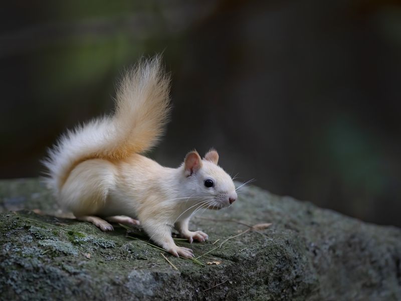 Leucistic Red Squirrel | Smithsonian Photo Contest | Smithsonian Magazine