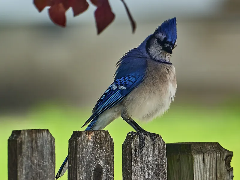 North American Blue Jay | Smithsonian Photo Contest | Smithsonian Magazine