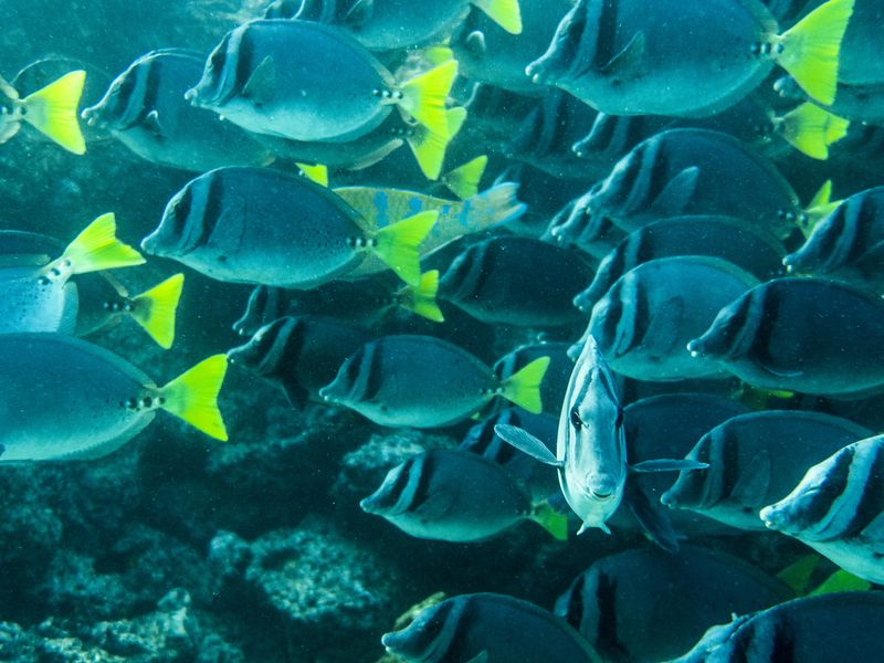 Surgeon fish staring from the crowd | Smithsonian Photo Contest ...