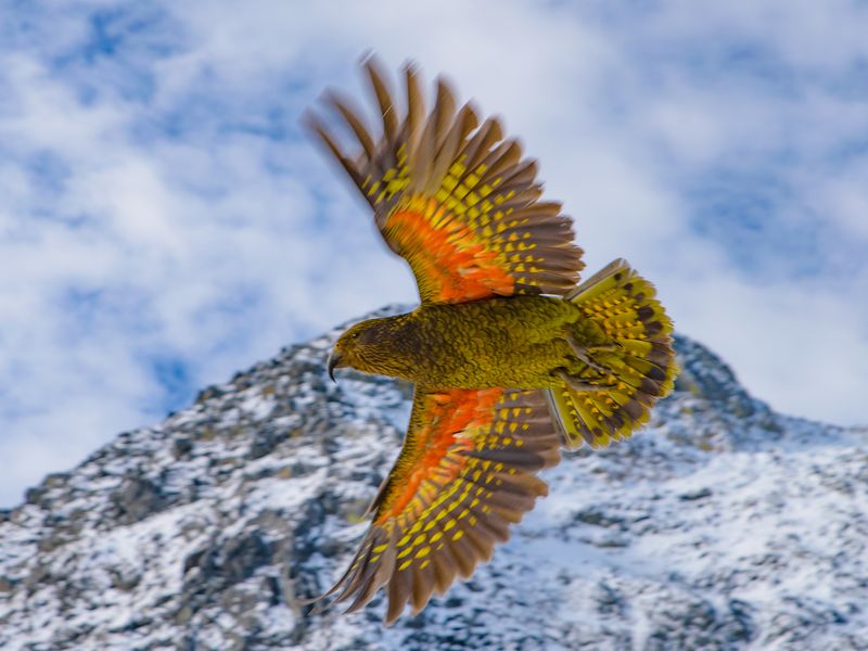 Flying Kea | Smithsonian Photo Contest | Smithsonian Magazine