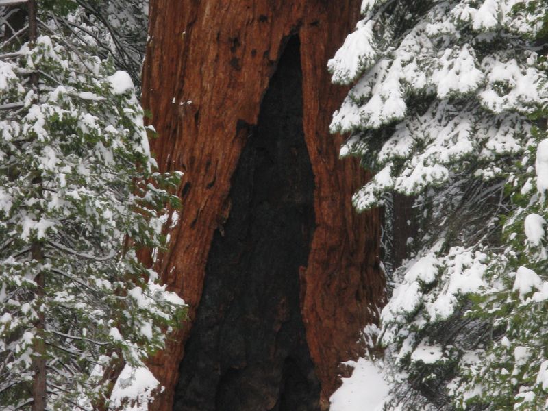 The Grizzly Giant Sequoia in Yosemite National Park dwarfs a cross ...