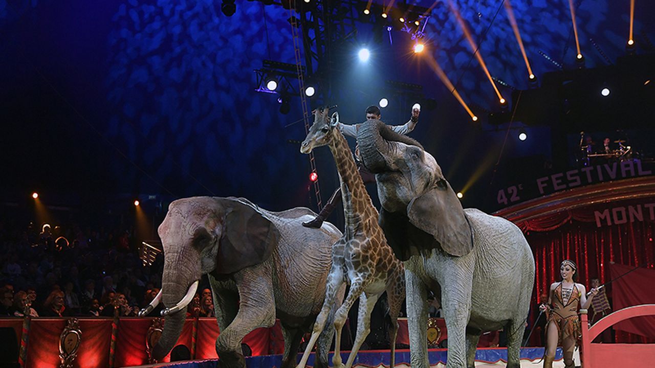 circus animals performing