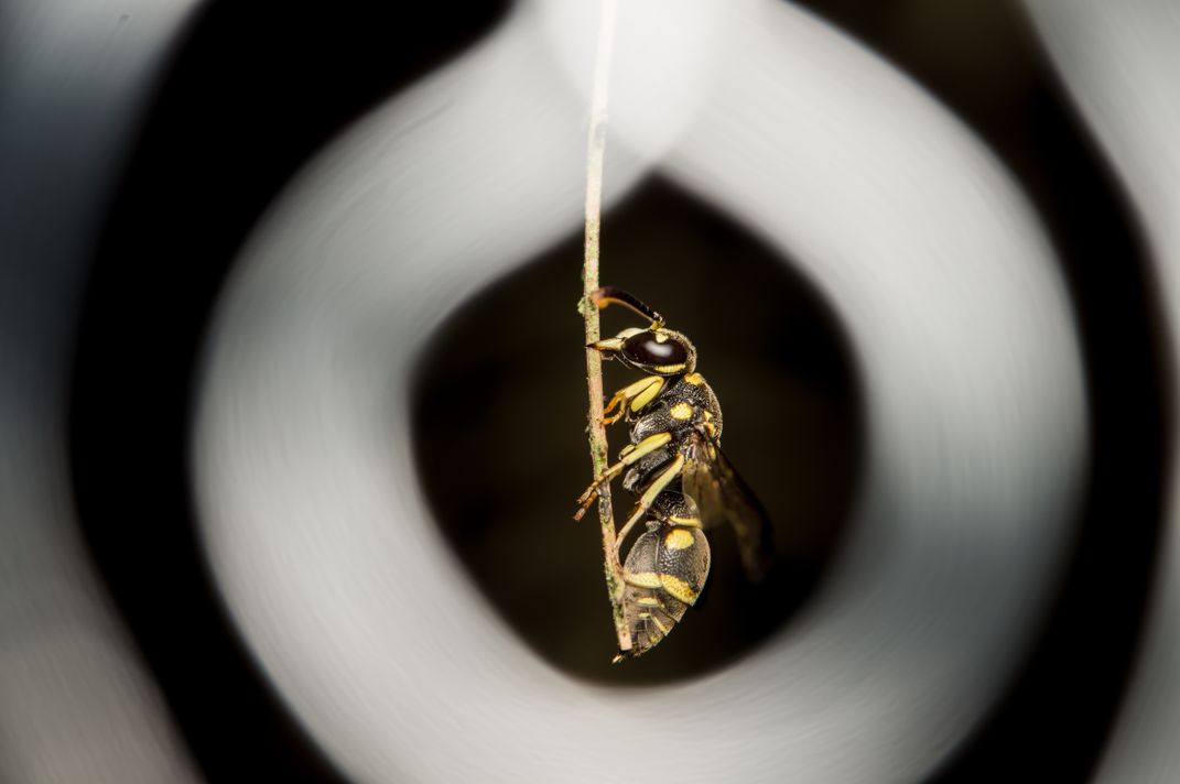 The wasp in sleep | Smithsonian Photo Contest | Smithsonian Magazine