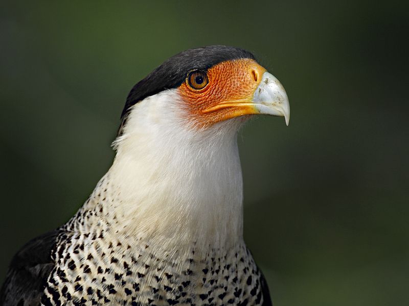 Crested Caracara | Smithsonian Photo Contest | Smithsonian Magazine