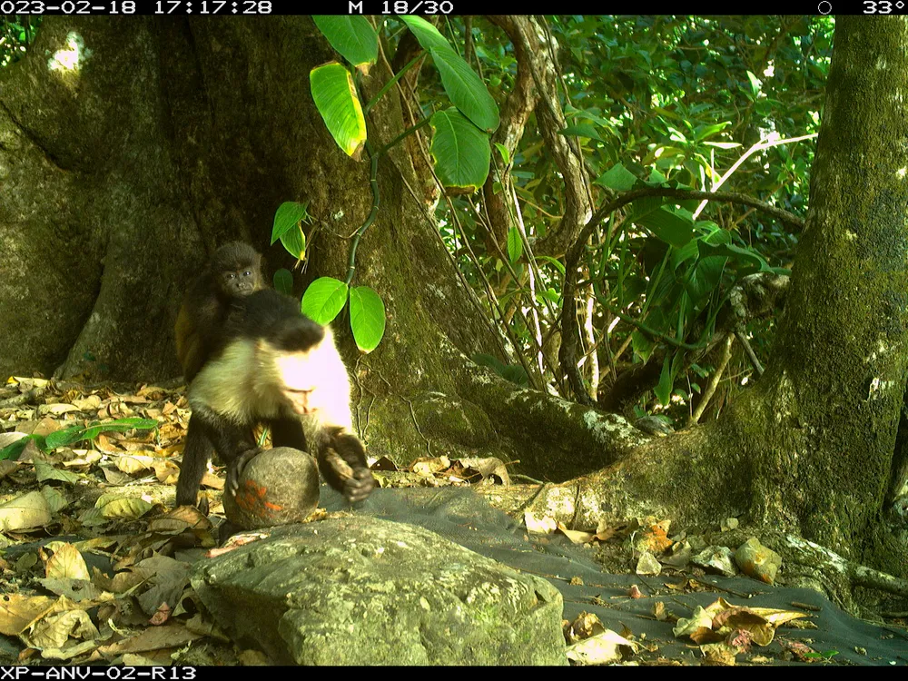 Monkey-Nappers! A Group of Capuchin Monkeys Caught on Camera With Abducted Baby Howler Monkeys ...