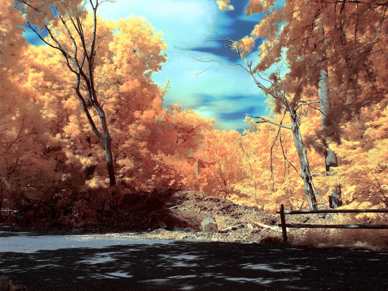 Napalm Trees in New York | Smithsonian Photo Contest | Smithsonian Magazine