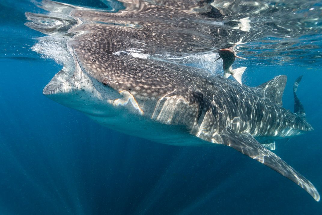 The Biggest Fish | Smithsonian Photo Contest | Smithsonian Magazine