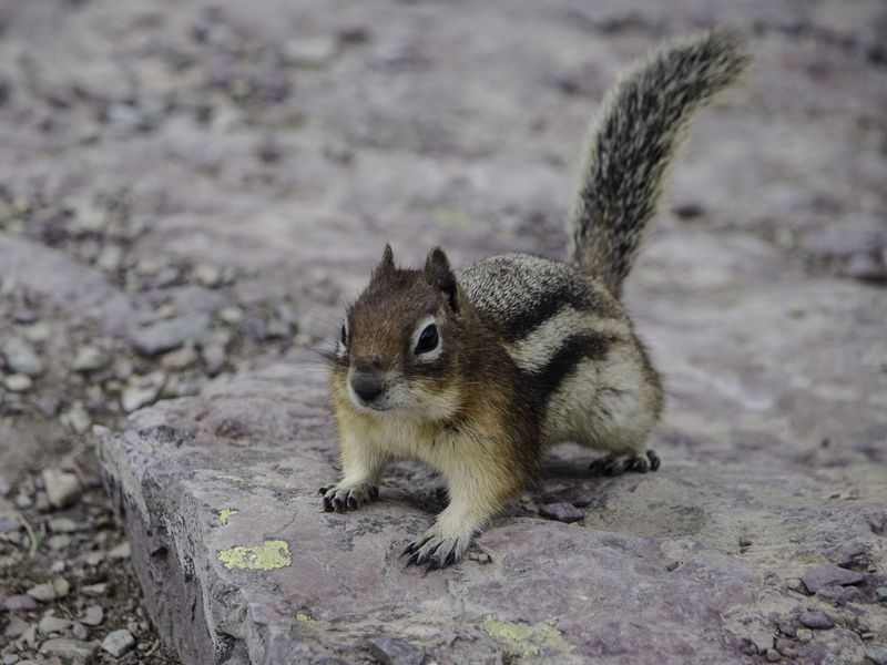 Chipmunk | Smithsonian Photo Contest | Smithsonian Magazine
