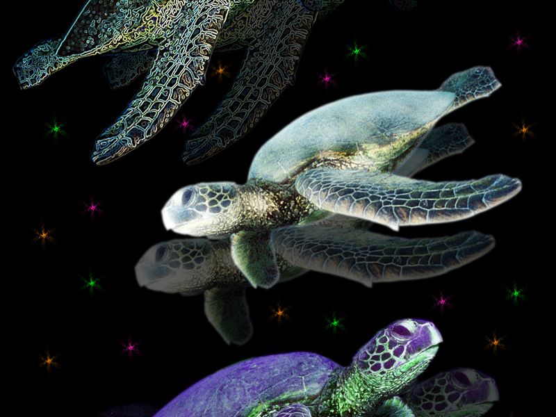 Sea Turtles in space | Smithsonian Photo Contest | Smithsonian Magazine