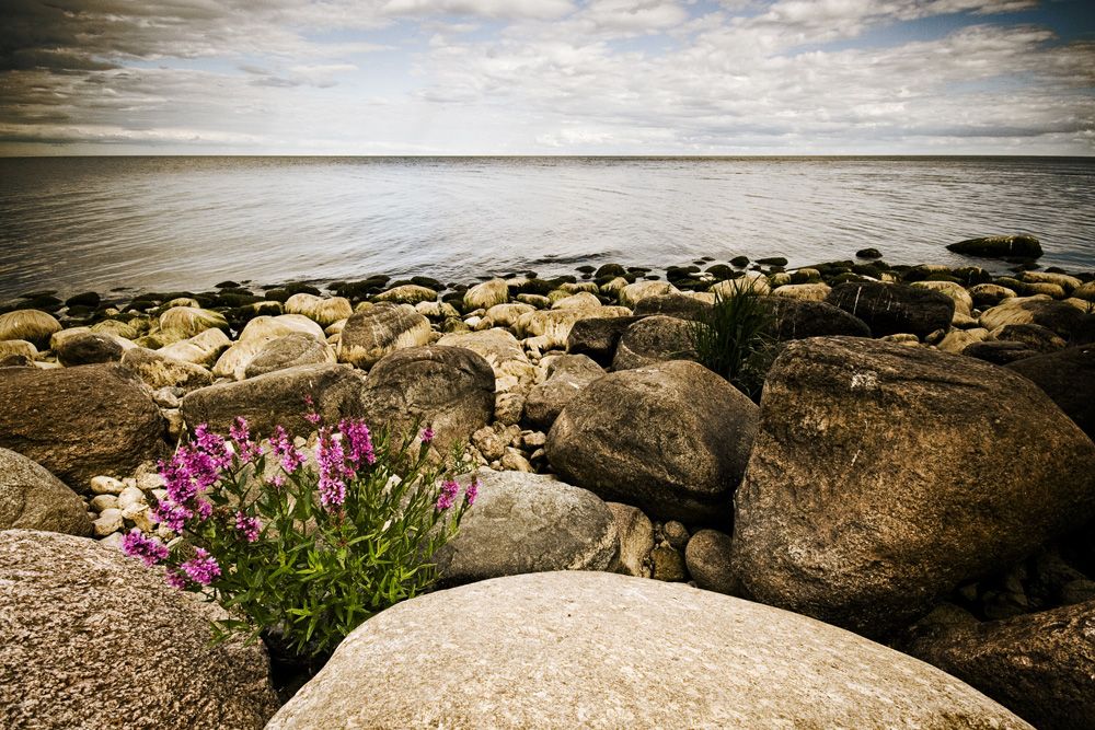 A bunch of flowers grow among huge rocks on the beach of lake Peipsi ...