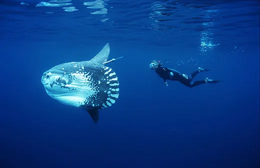 ocean sunfish size