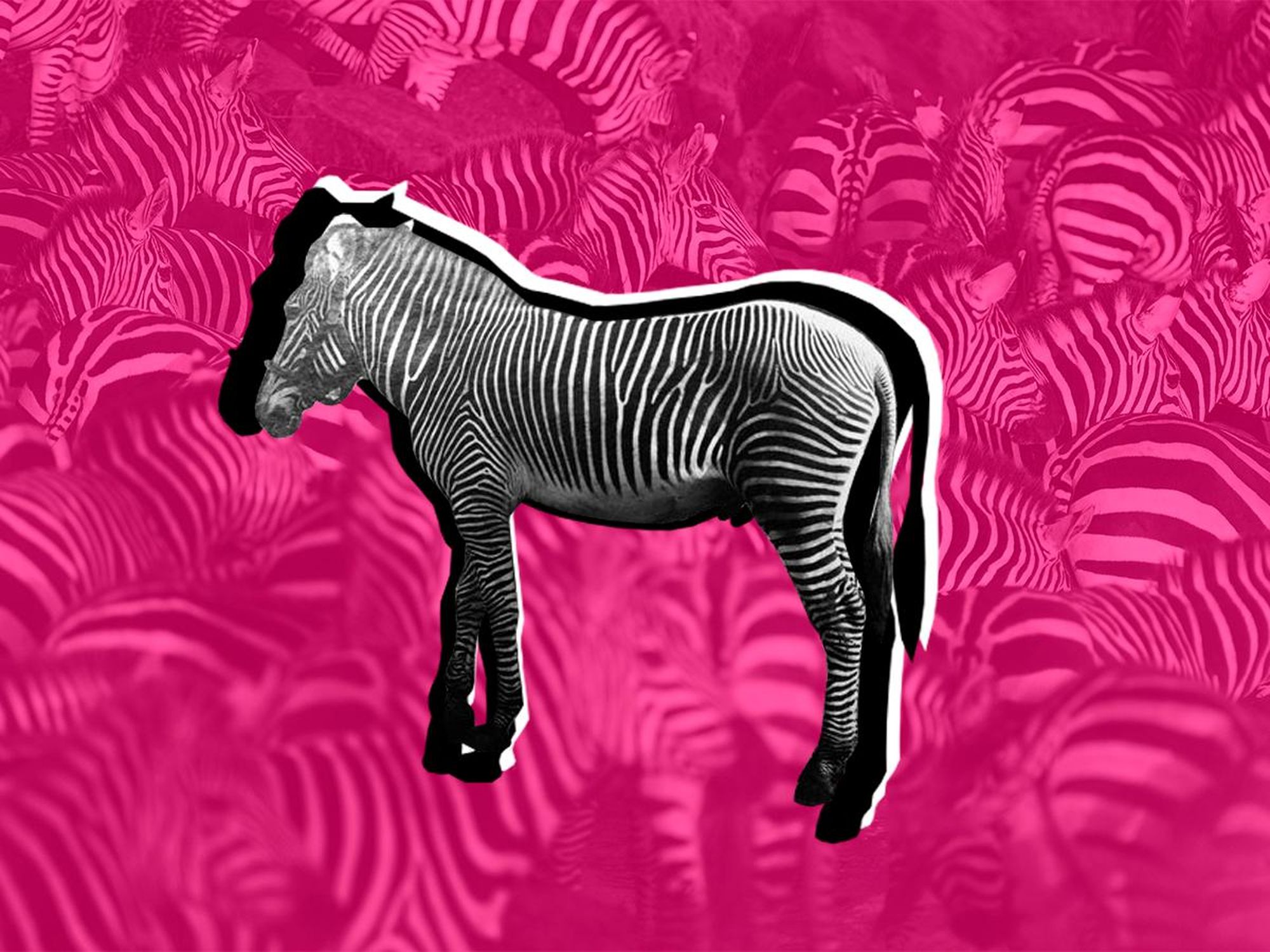 How Dan the Zebra Stopped an Ill-Fated Government Breeding Program in ...