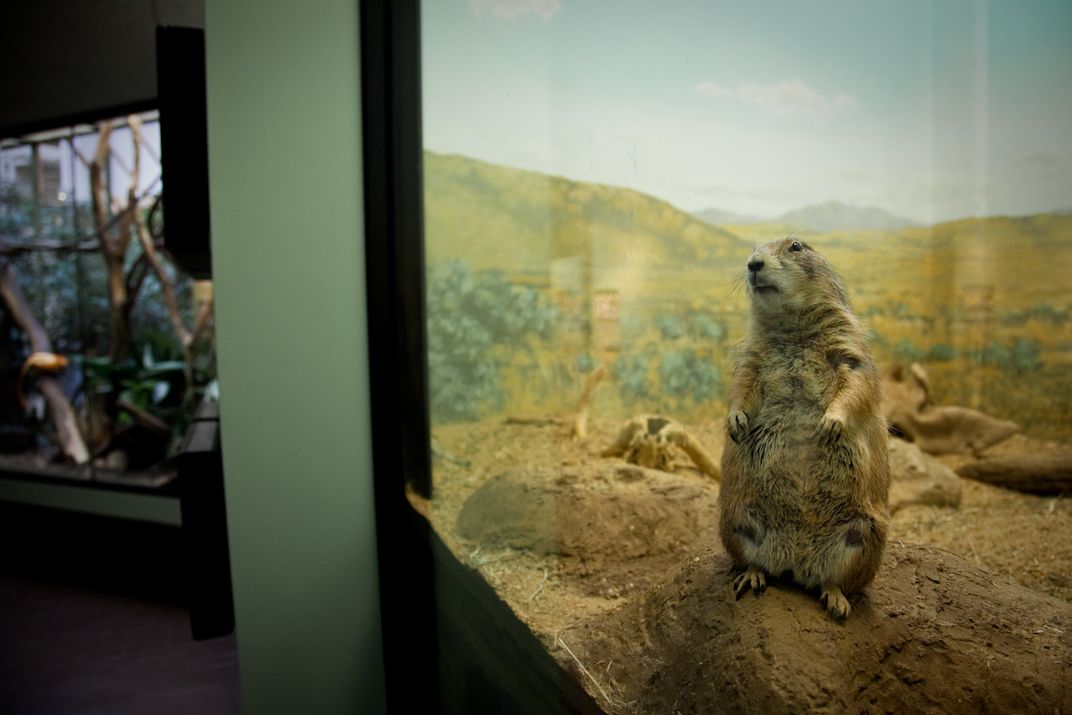 A prairie dog in it's un-natural habitat - National Zoo, Washington DC ...