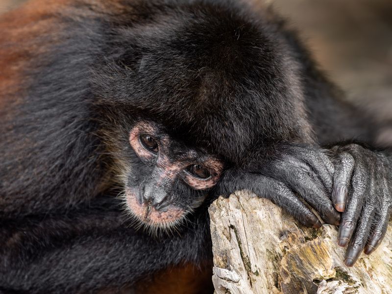 Sleepy Spider Monkey | Smithsonian Photo Contest | Smithsonian Magazine