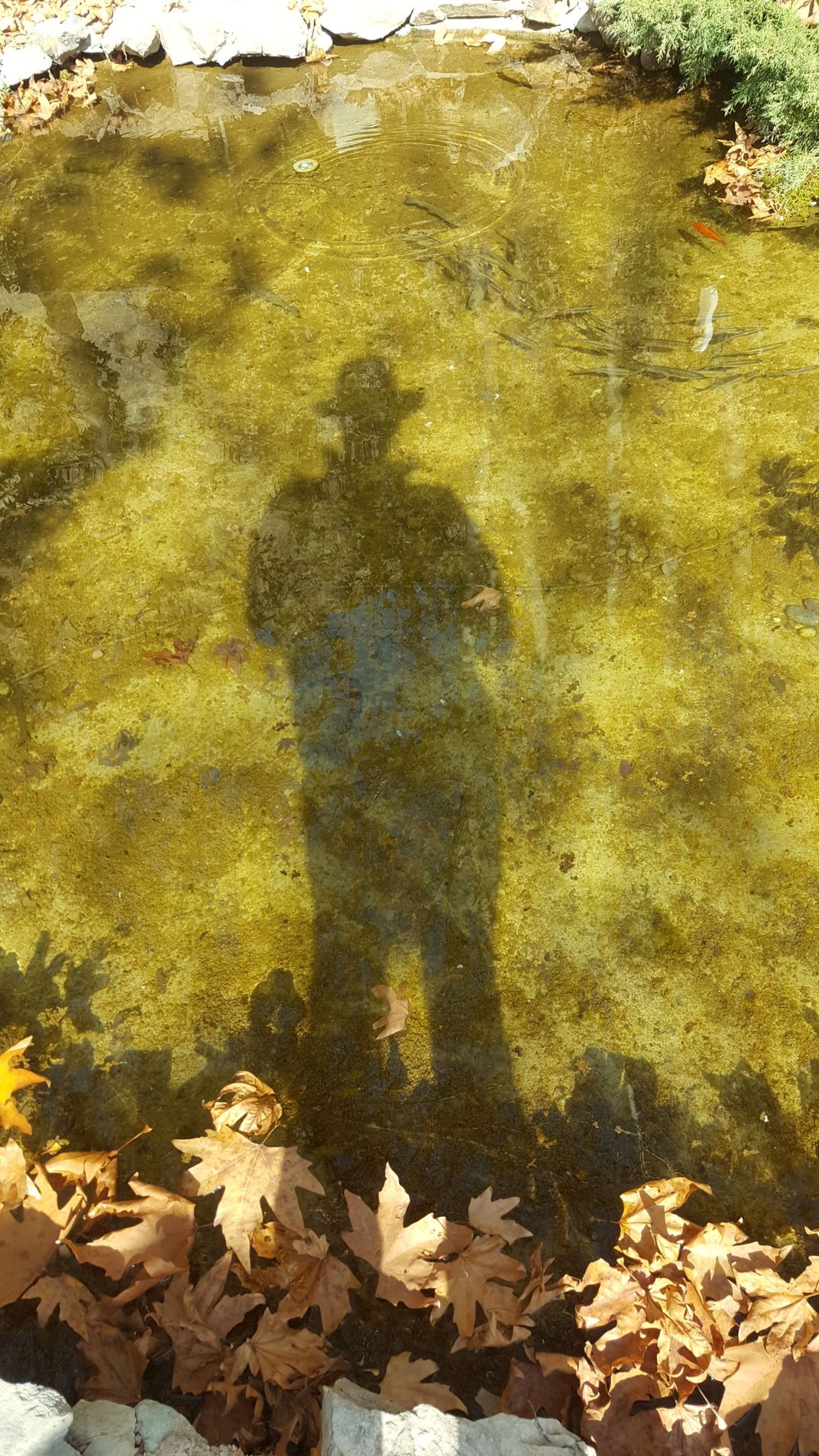 My shadow in the goldfish pond | Smithsonian Photo Contest ...