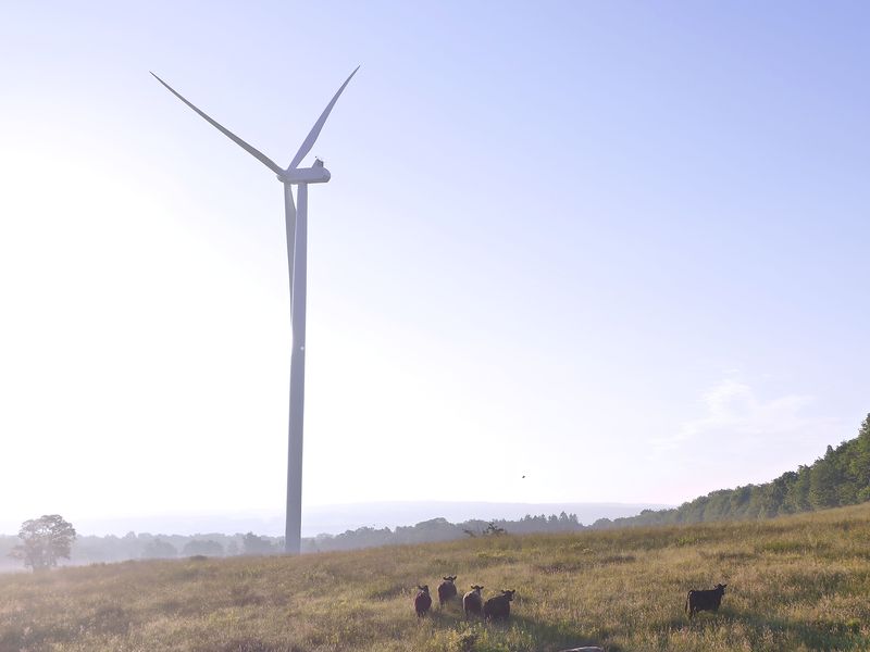Cows grazing beneath a towering wind turbine | Smithsonian Photo ...