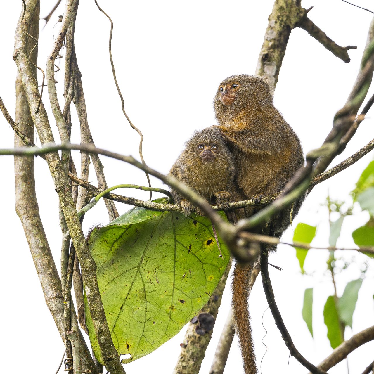 what animal has the smallest eyes