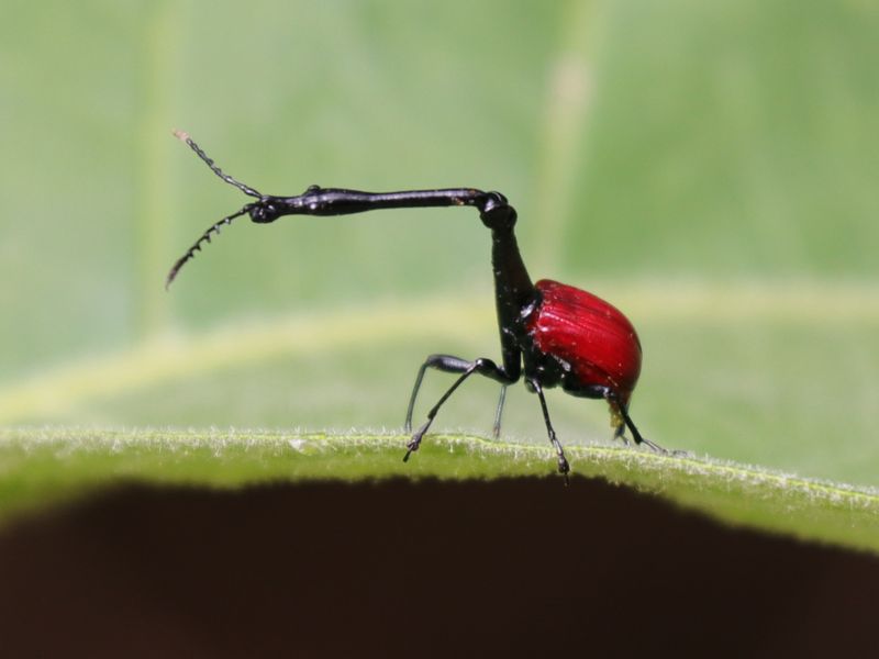 Giraffe Weevil | Smithsonian Photo Contest | Smithsonian Magazine