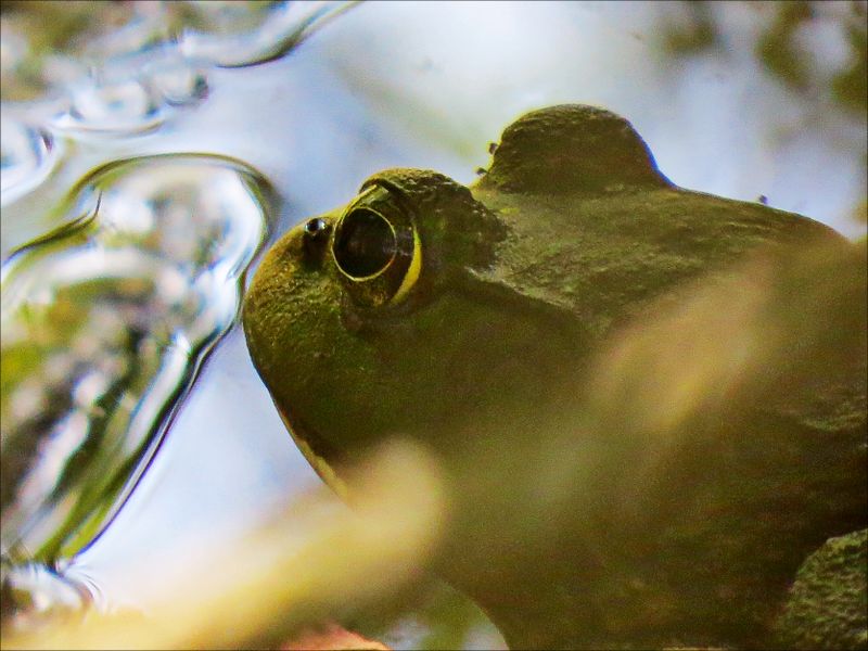 Jump bullfrog | Smithsonian Photo Contest | Smithsonian Magazine