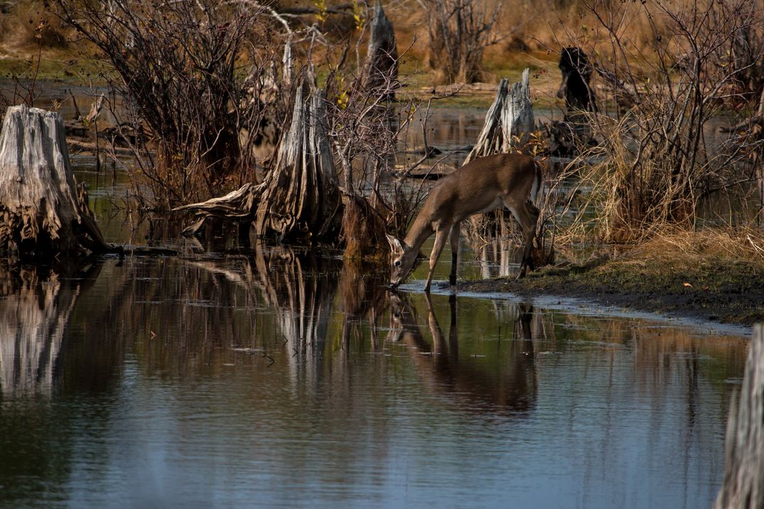 Young buck in the marsh. | Smithsonian Photo Contest | Smithsonian Magazine