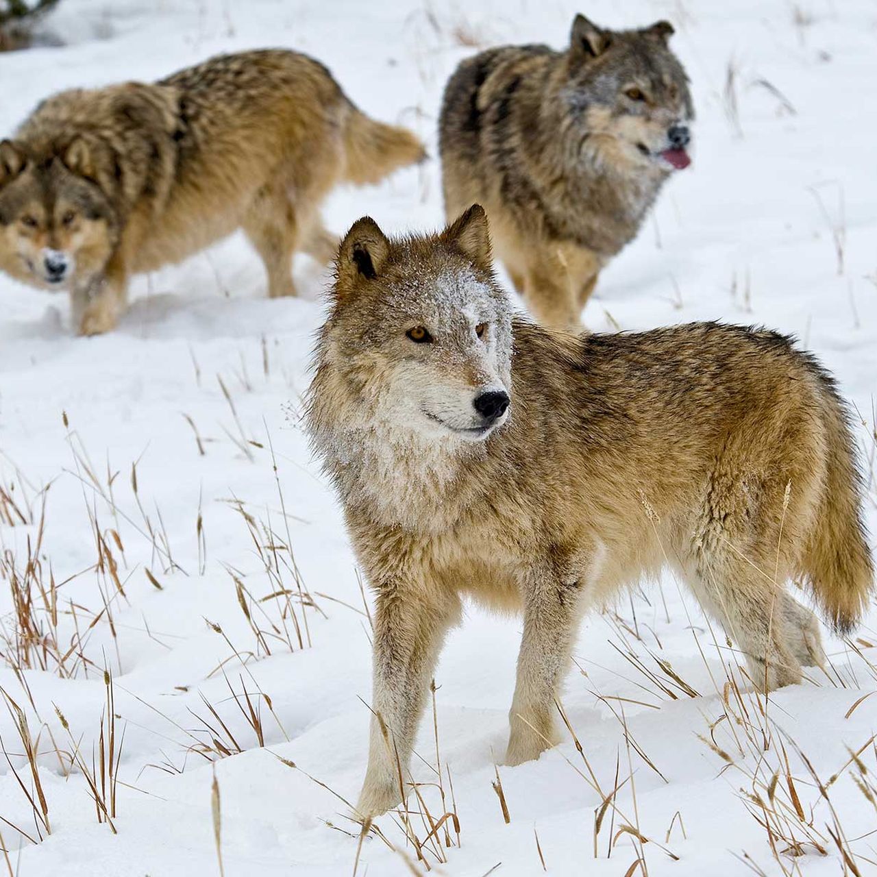 why do wolves leave their pack